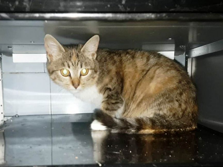Котенок девочка