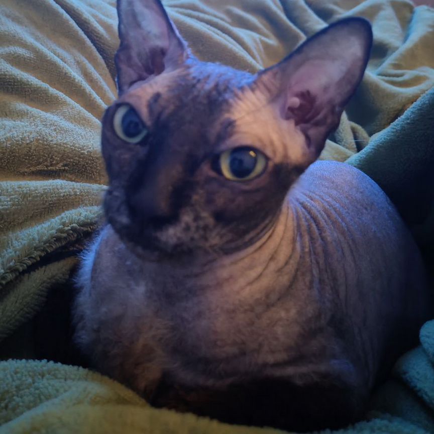 Донской сфинкс, взрослая кошка