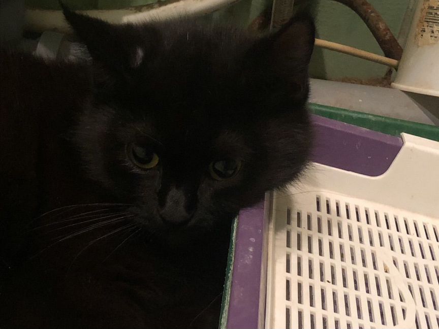 Кошка британская