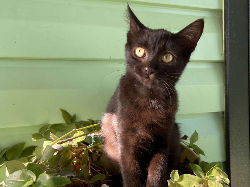 Кошечка в дар