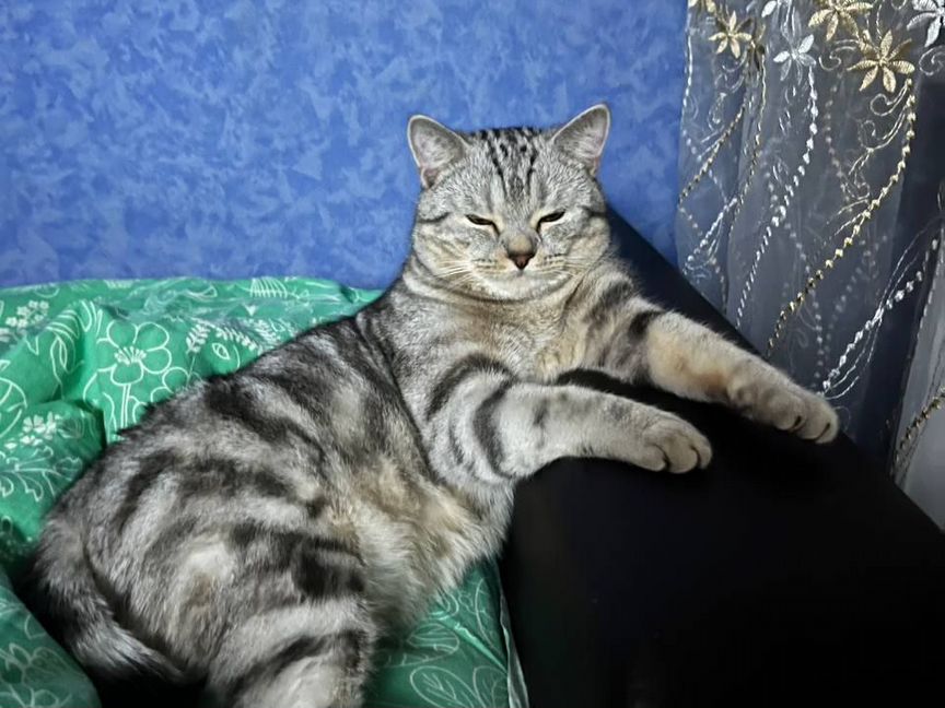 Кот В активном поиске Кошечки