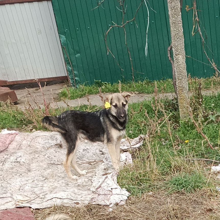 Беспородный и добрый Атаман