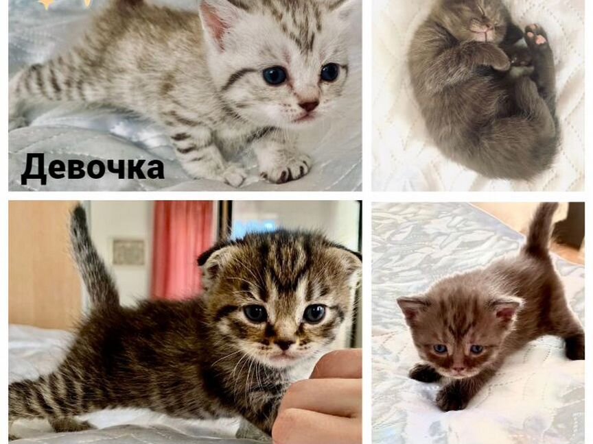 Шотландские котята