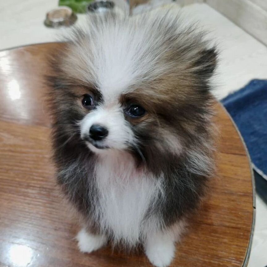 Померанский шпиц, щенок