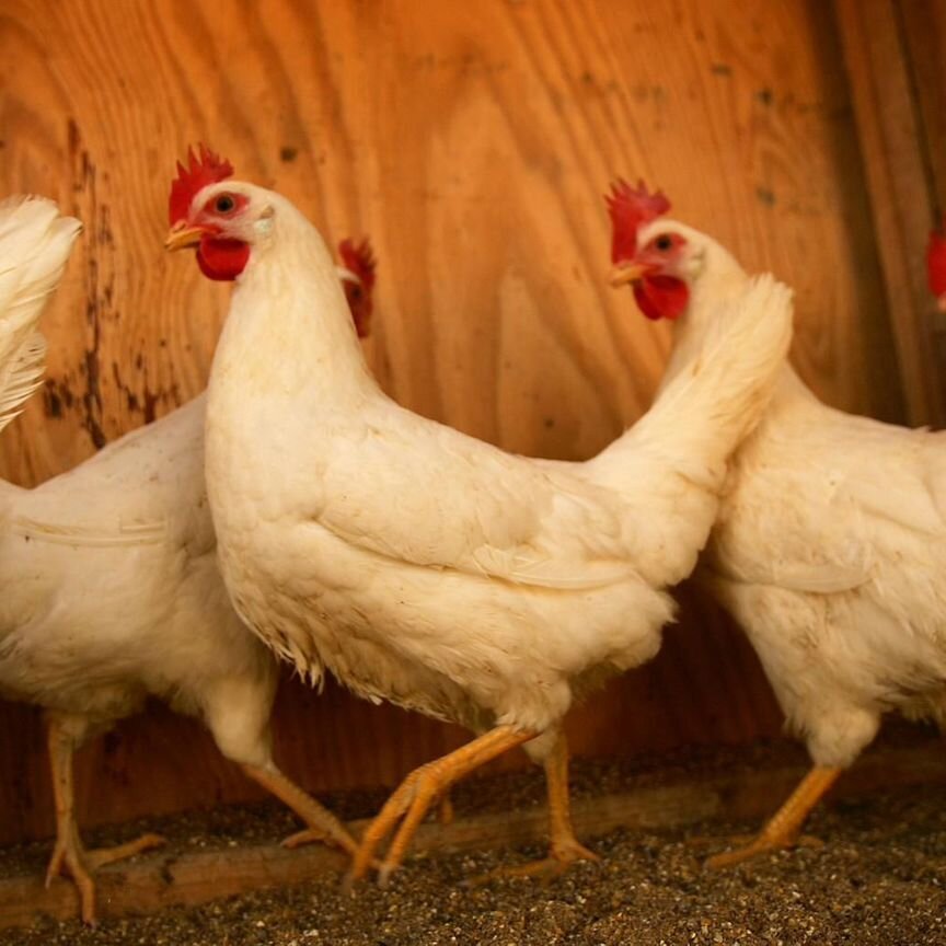 Курочки высокой яйценоскости с доставкой