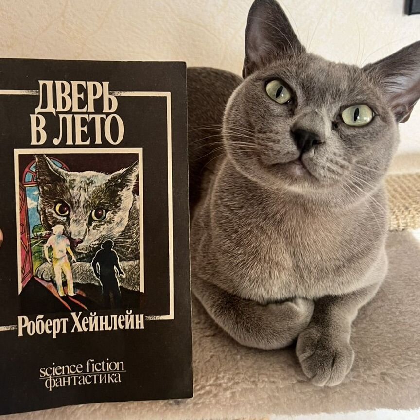 Европейский бурманский, взрослый кот