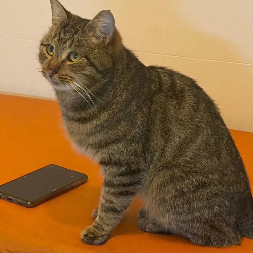 Взрослый кот в добрые руки