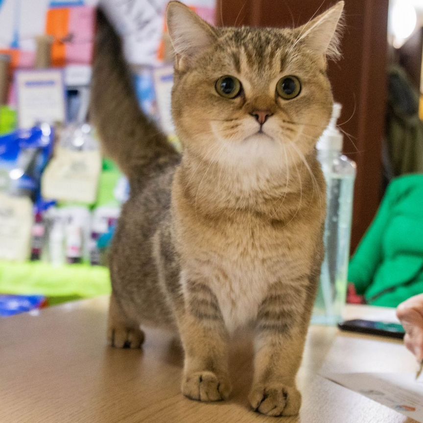 Шотландские кошка