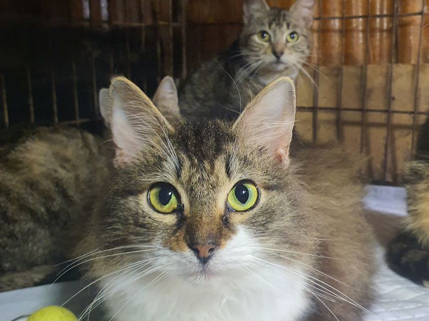 Пушистая кошечка Марго в добрые руки