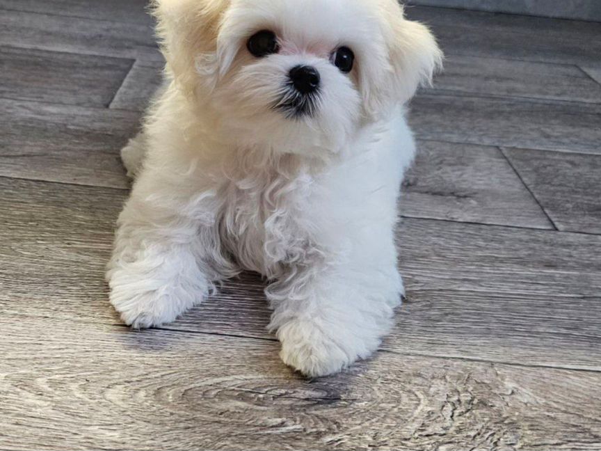 Мальтийская болонка собака