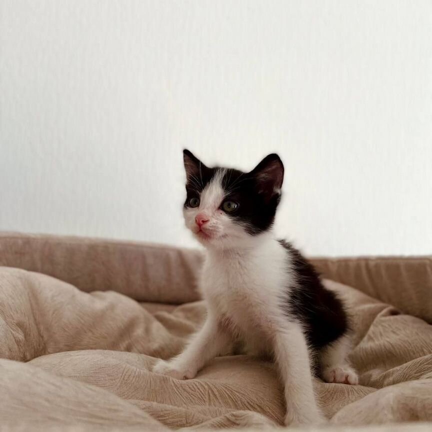 Двухцветный котенок в добрые руки