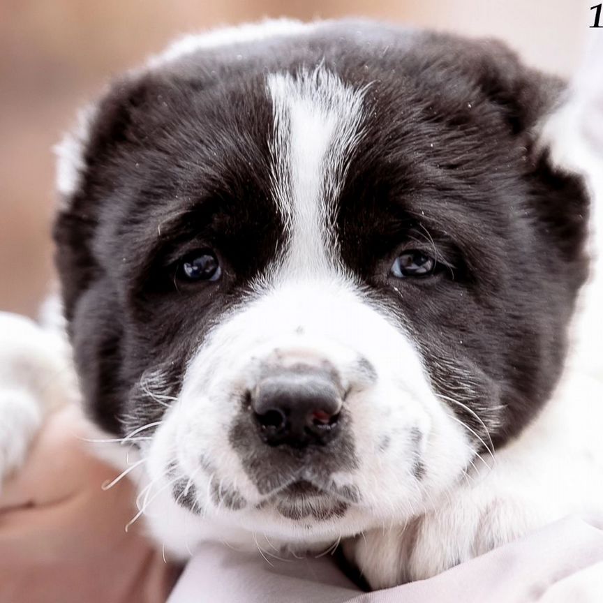 Среднеазиатская овчарка мальчик