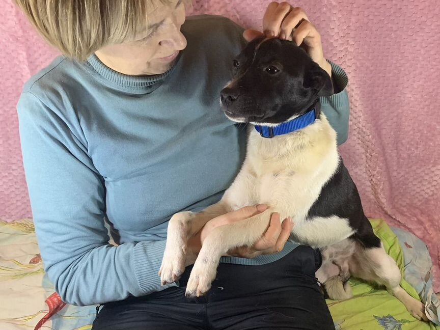 Маленький пес Жорик