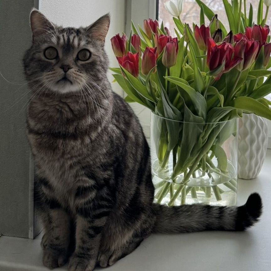 Шотландский прямоухий короткошёрстный, взрослый кот