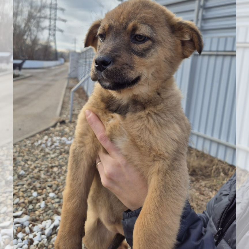 Щенок. Привита. Стерилизована