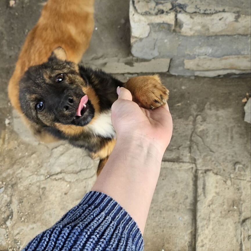 Щеночек в добрые руки