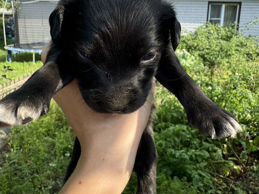 Щенки помесь английского кокер спаниеля