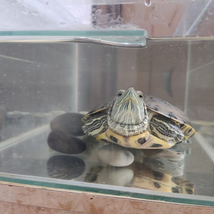 Продам черепаху