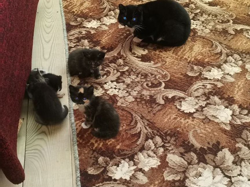 Котята в добрые руки