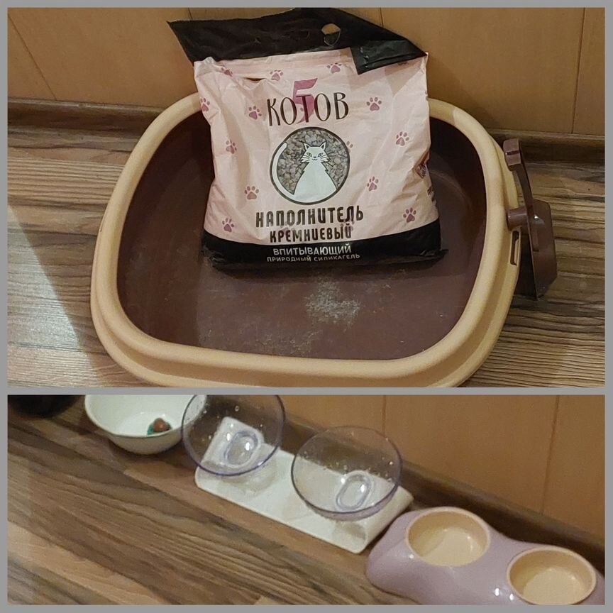 В Приют для кошек