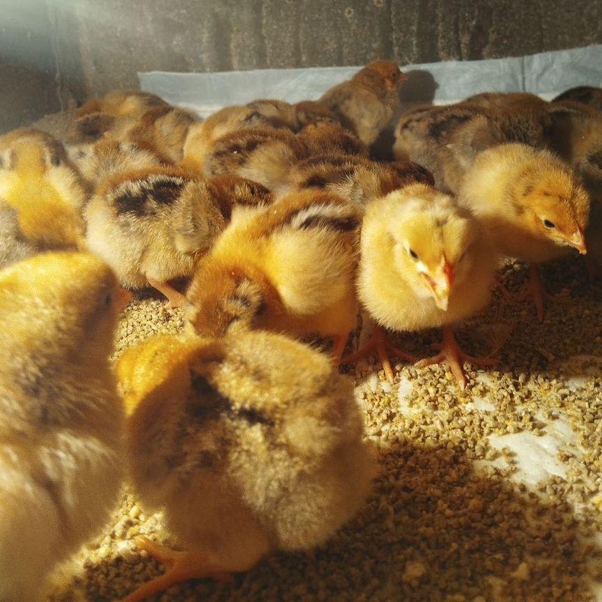 Порода Кучинская юбилейная