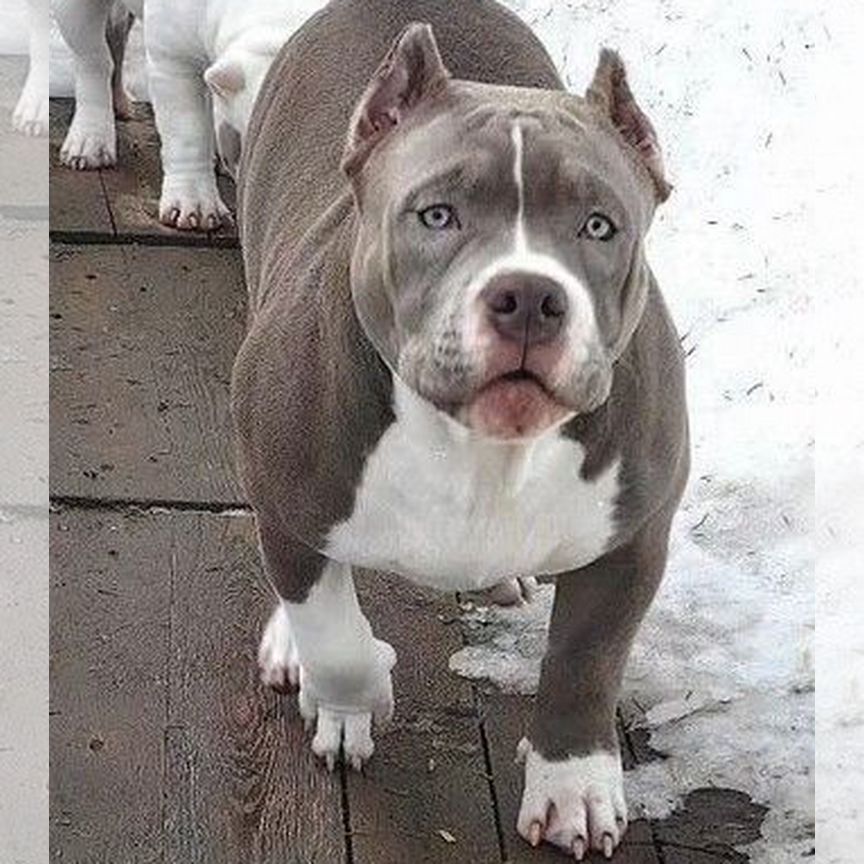 Американский булли, щенок