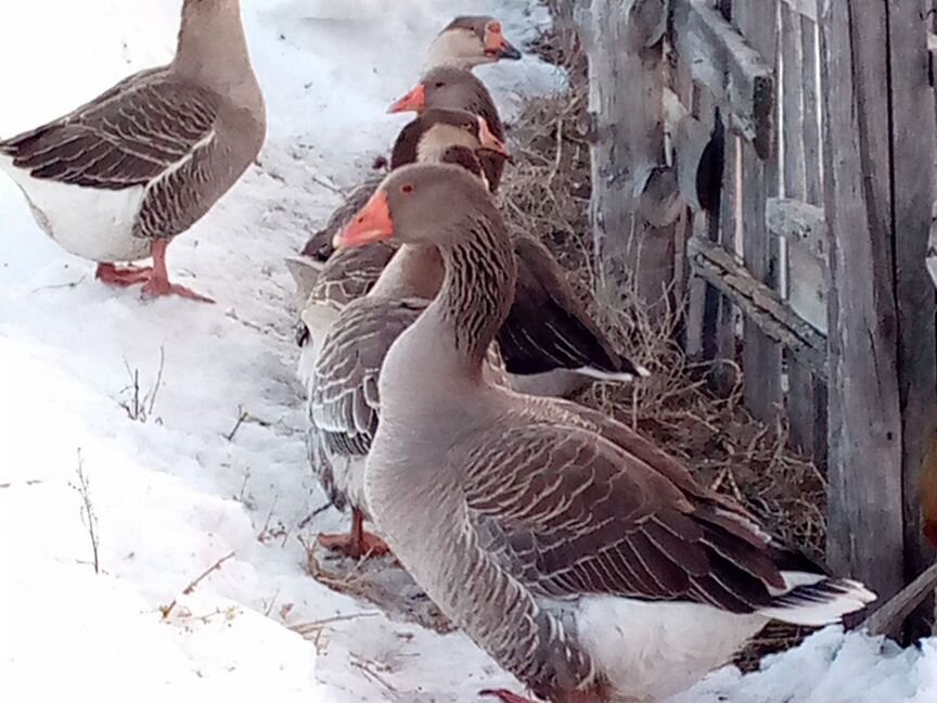 Холмогорские гуси