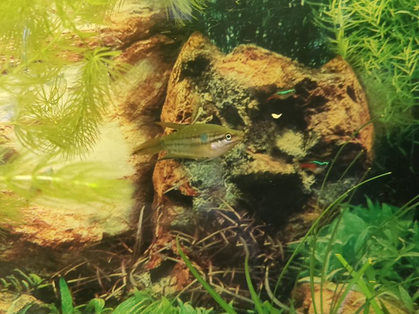 Гурами ворчливый
