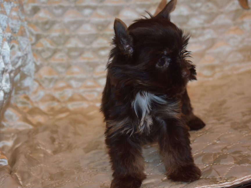 Цветной йорк - горький шоколад