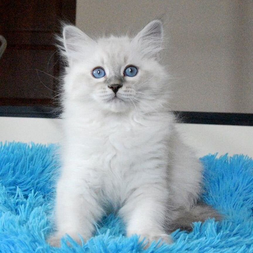 Крупные, тяжелые невские котята