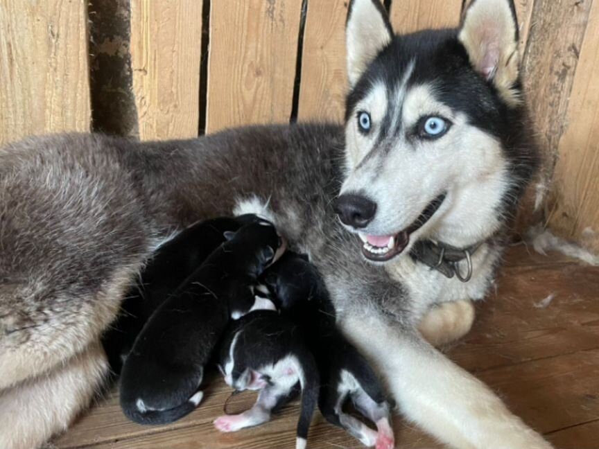 Щенки сибирской хаски