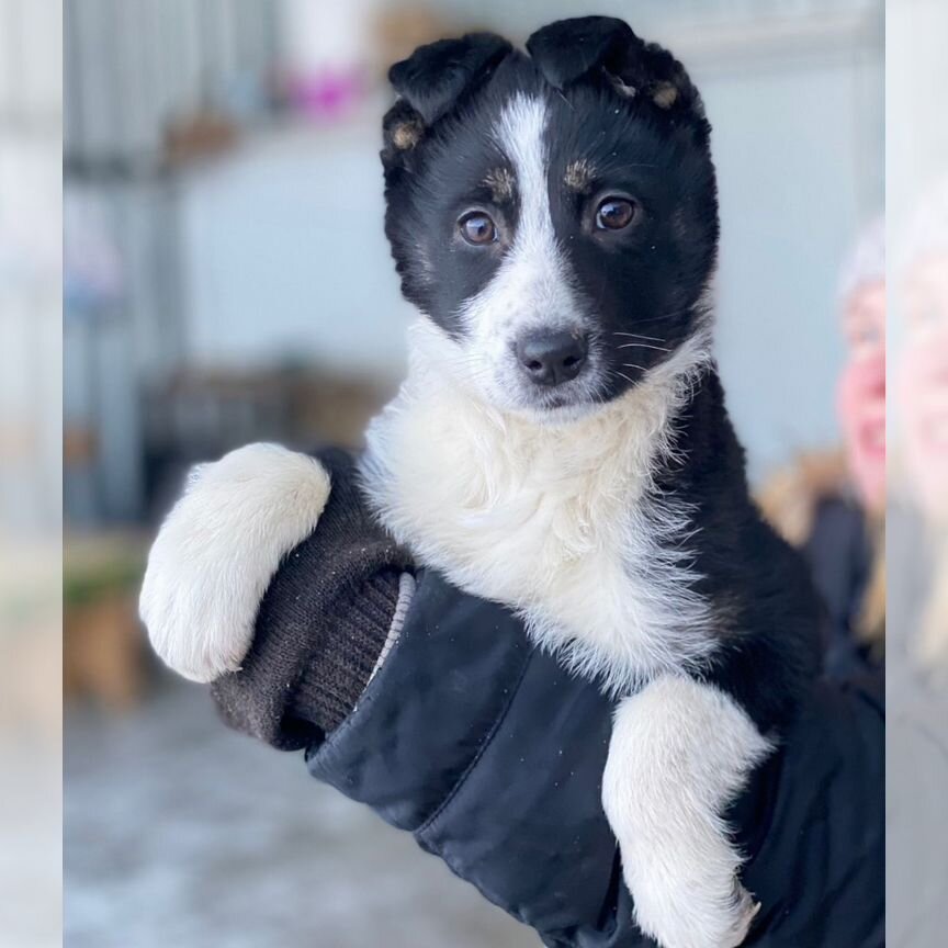 Щенок в добрые руки