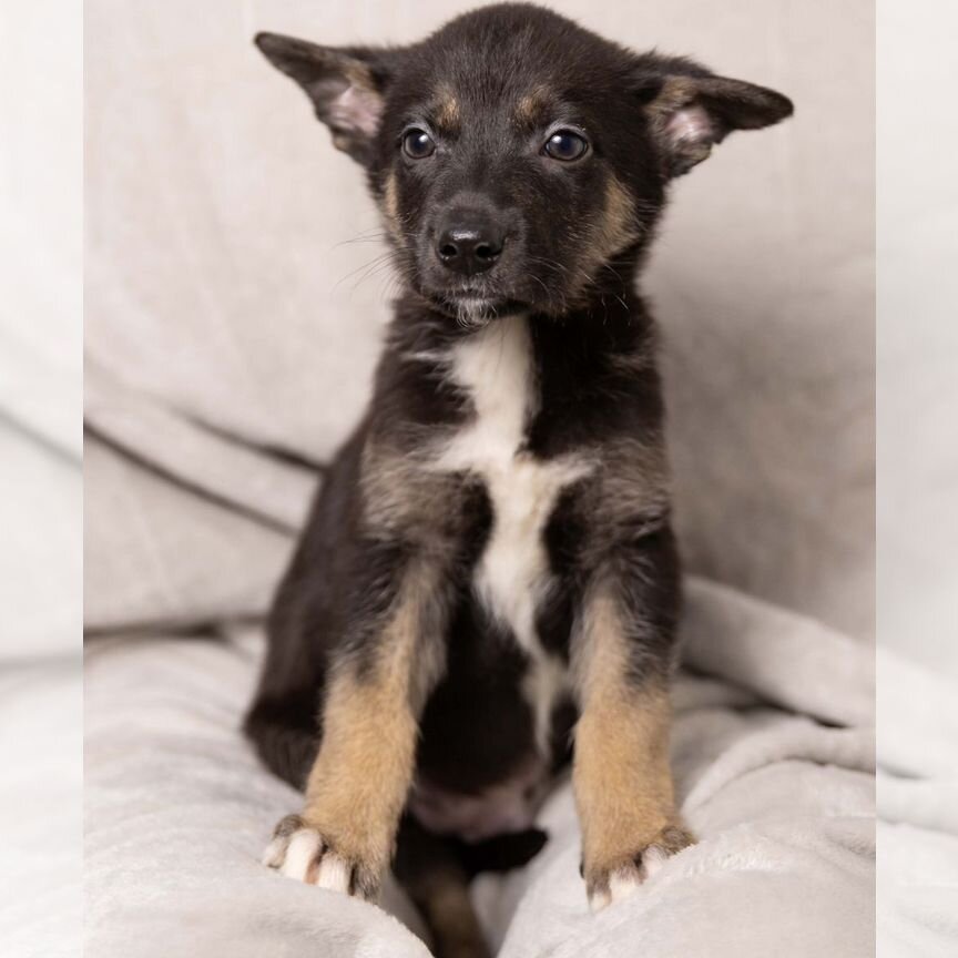 Щенок в добрые руки