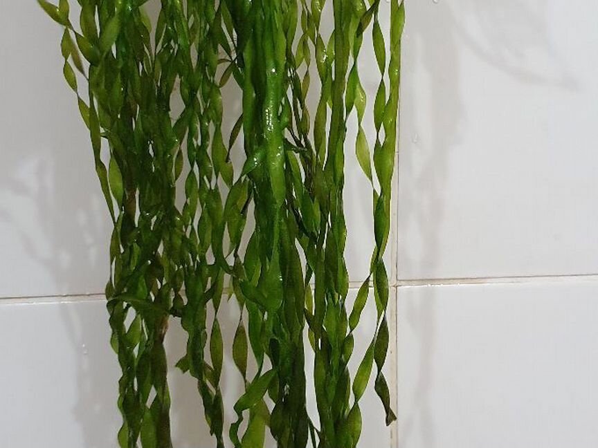 Валлиснерия спиральная