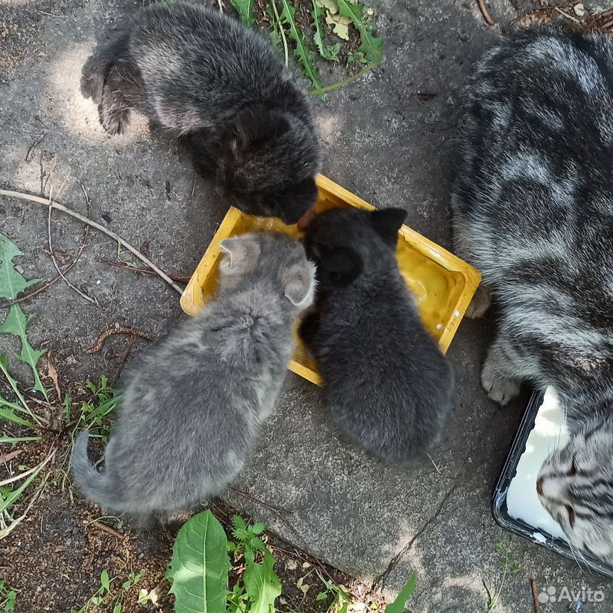 Котята в добрые руки бесплатно