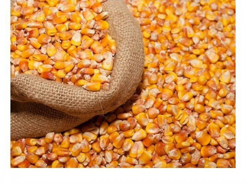 Кукуруза зерно
