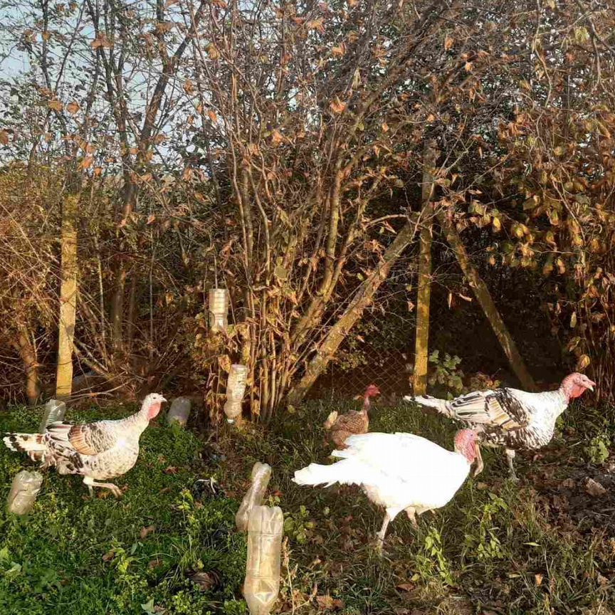 Индюки и индюшки домашние