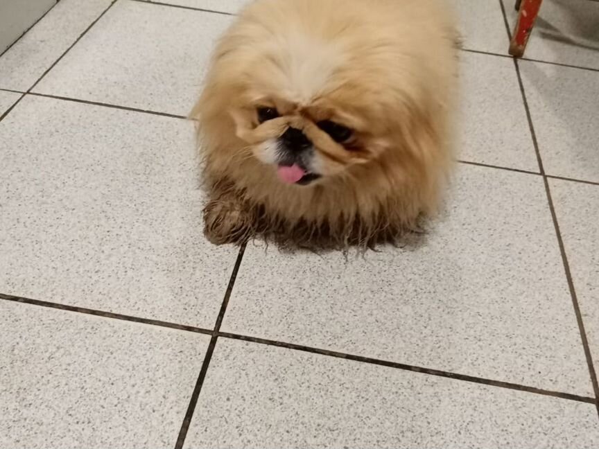 Вязка пикенес