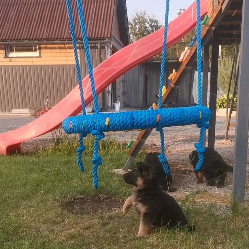 Щенки немецкой овчарки