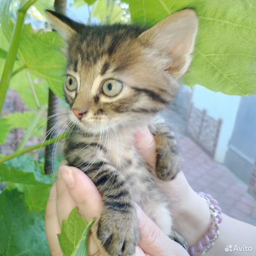 Кошки в добрые руки