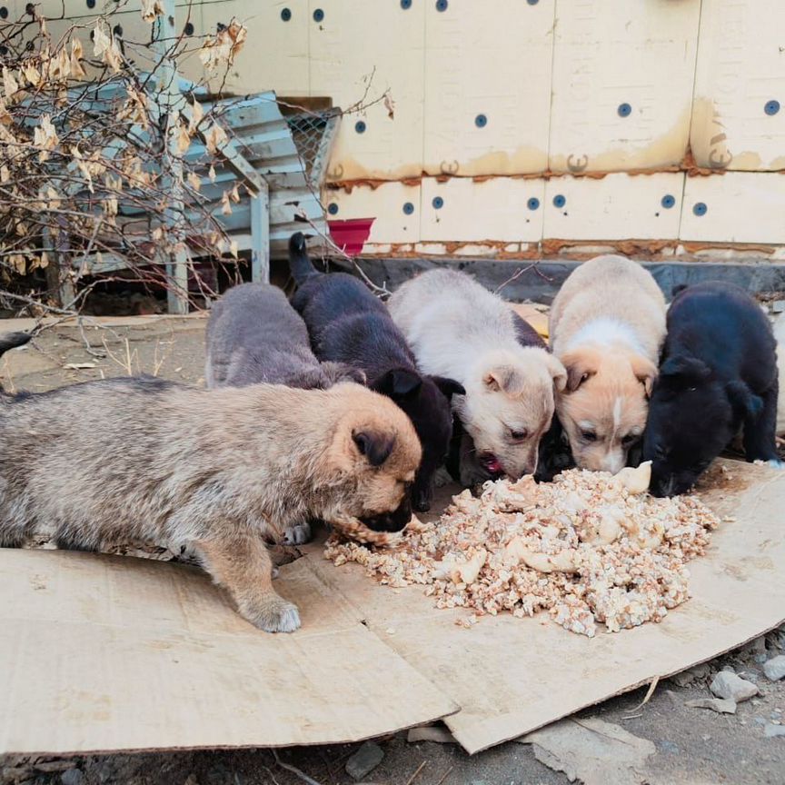 Щенок в добрые руки