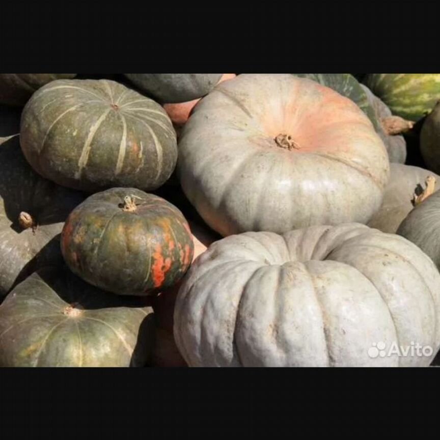 Тыква кормовая