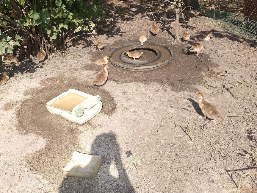 Утята индоутки