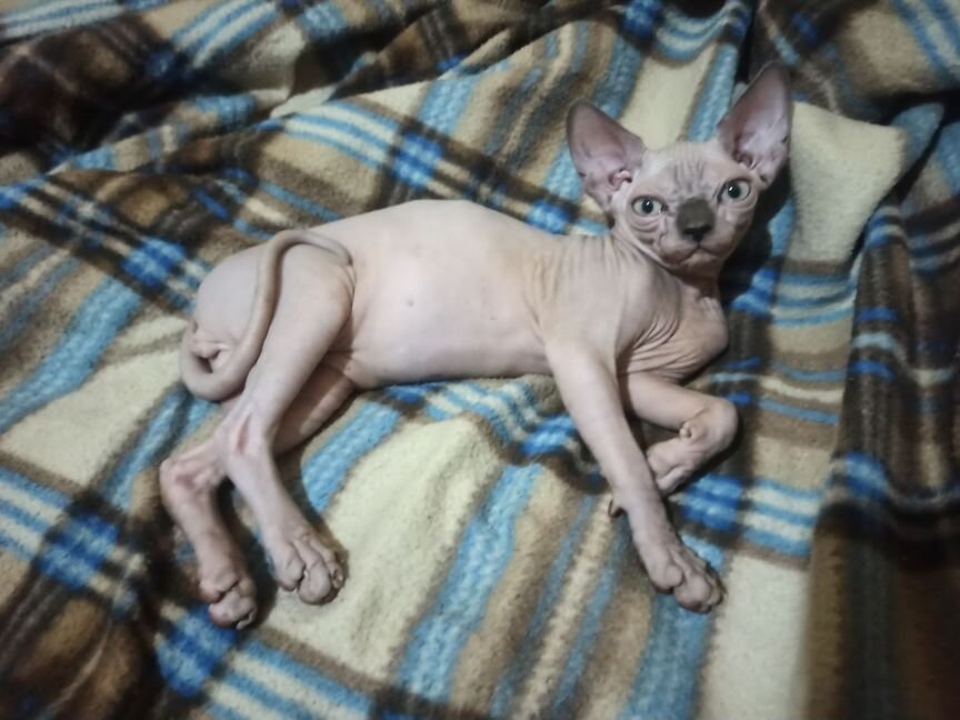 Донской сфинкс