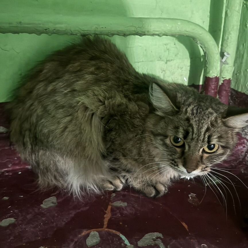 Сибирский кот, взрослый