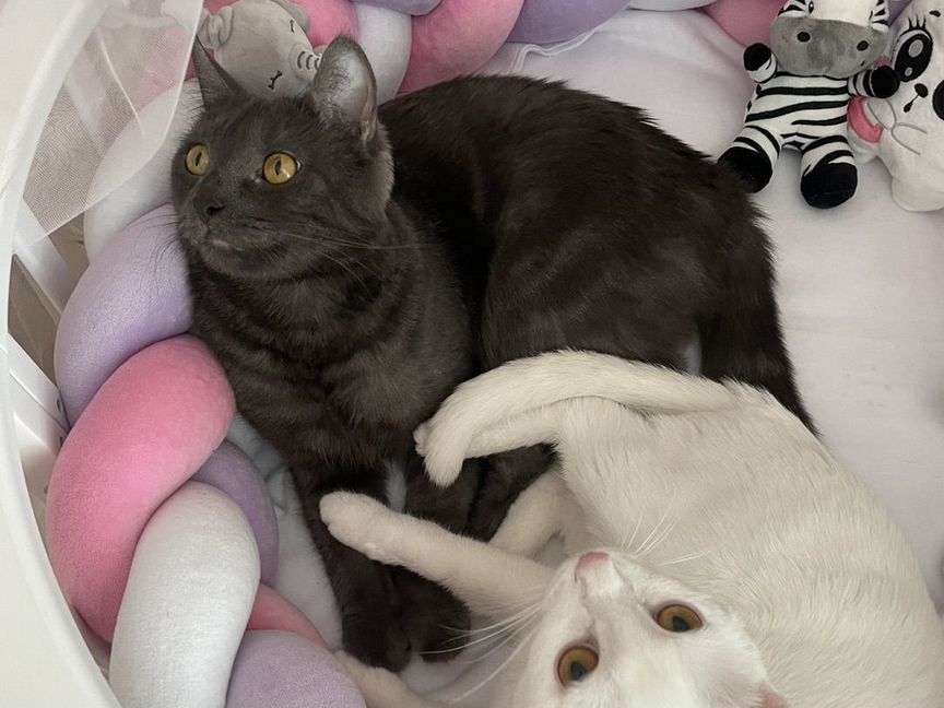 Коты в добрые руки