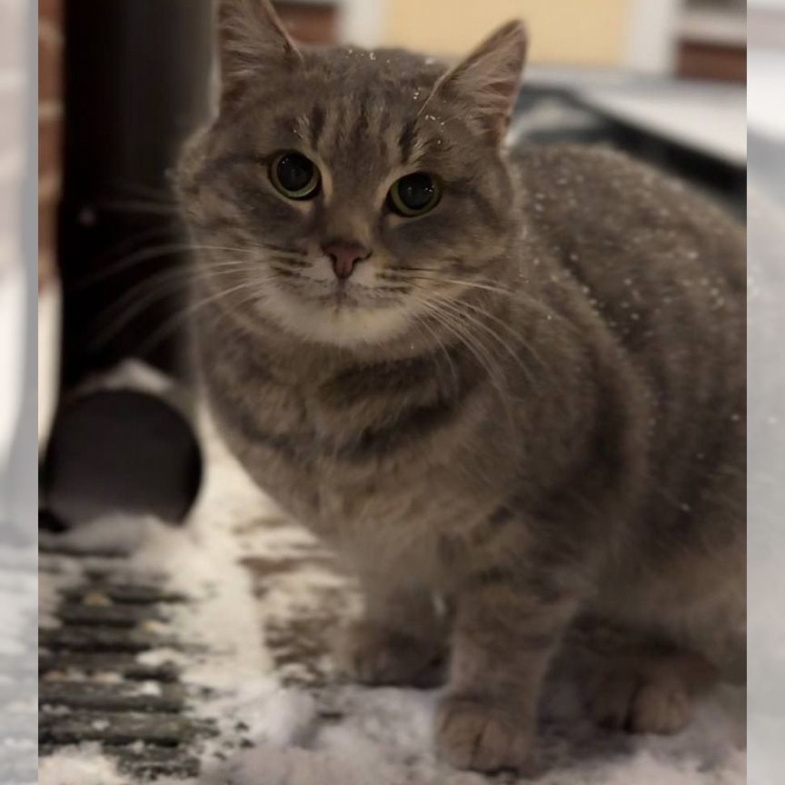 Взрослая, Девочка кошка в добрые руки