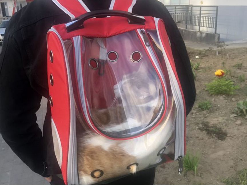 Рюкзак для котика, переноска