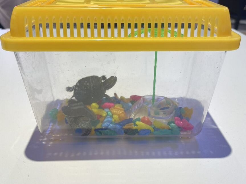 Контейнер для черепах