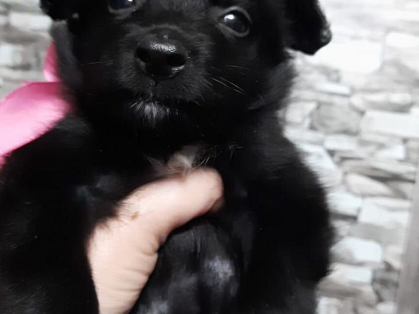 Малышка в добрые руки